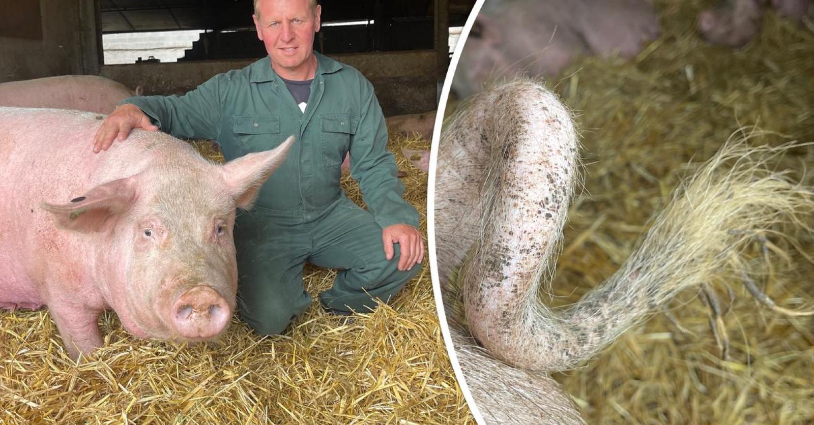 José uit Poperinge verwent zijn varkens nu zoals z’n voorvaderen: “Zwijntjes met krulstaart, dat ...