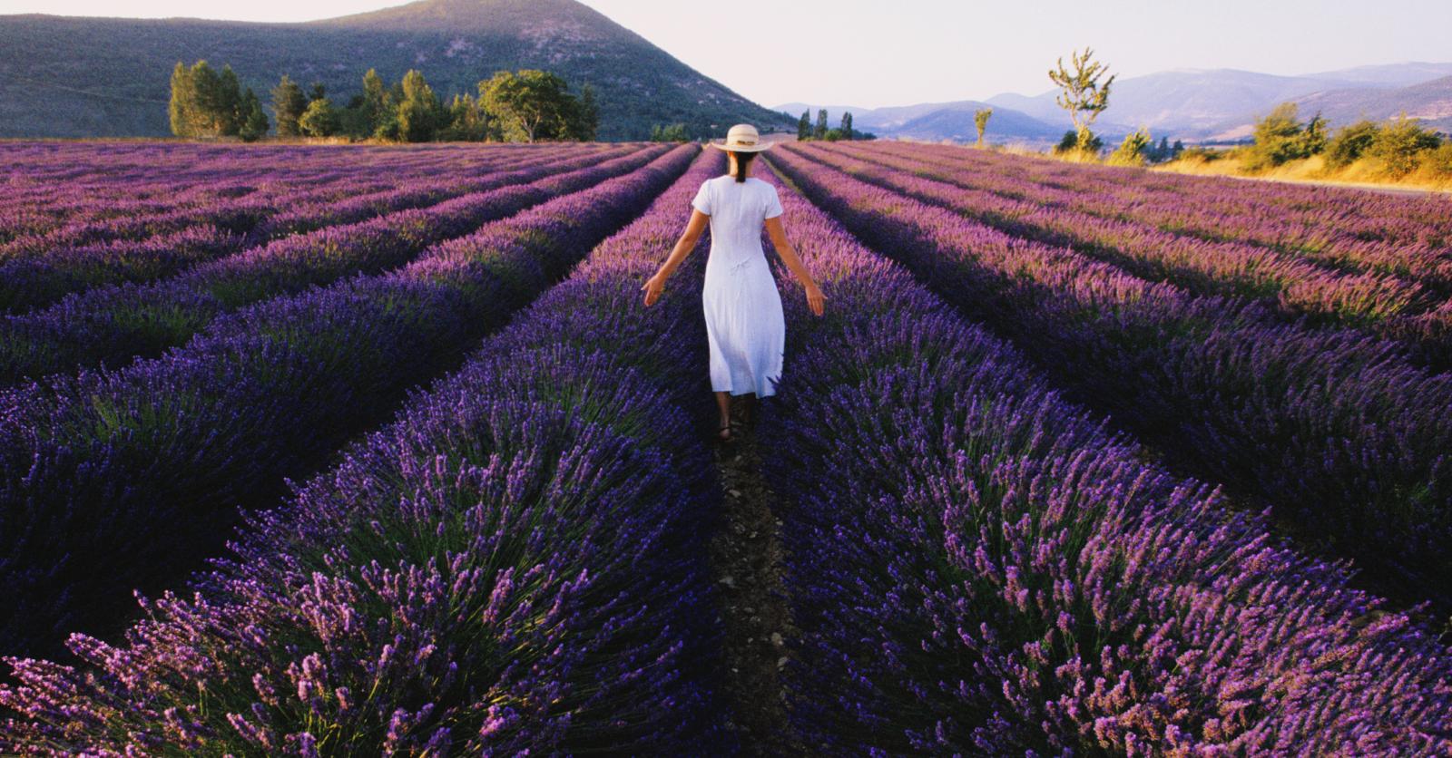En Provence, les champs de lavande attirent toujours les foules malgré ...