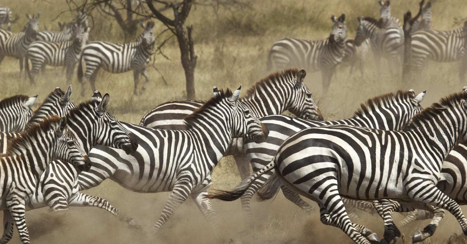 Dierenweetje: waarom hebben zebra's strepen
