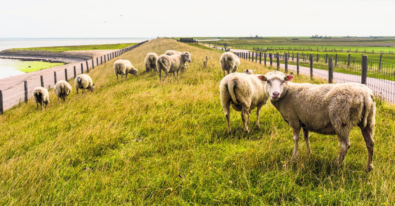 Genieten van natuur en geschiedenis op het grootste Waddeneiland van ...