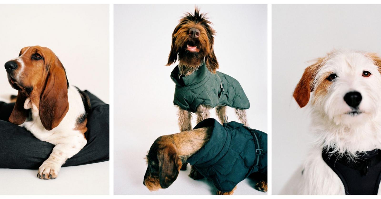 Een nieuwe outfit voor je hond: Arket lanceert een collectie voor ...