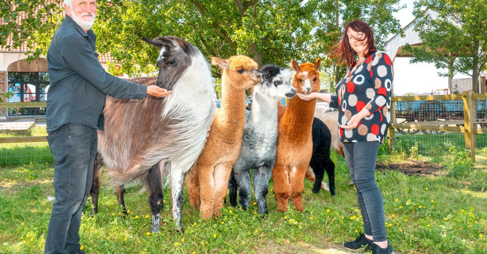 De magie van alpacawandelingen ontdek je in Hof te Lande in Leffinge ...