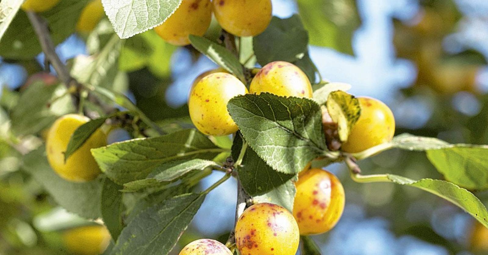 Mirabellen - Plus Magazine