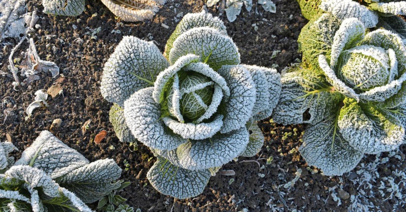 En attendant le printemps - Plus Magazine