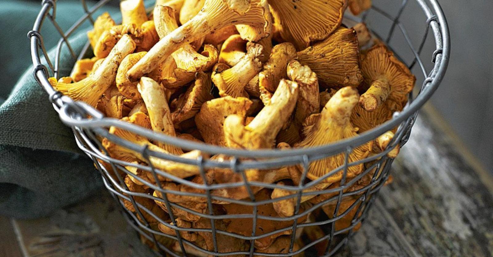 Cantharellen - Plus Magazine