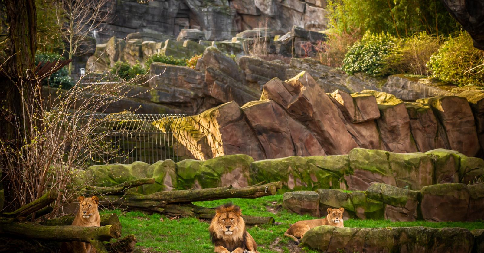 Trois petits princes sont nés au zoo d'Anvers - Plus Magazine