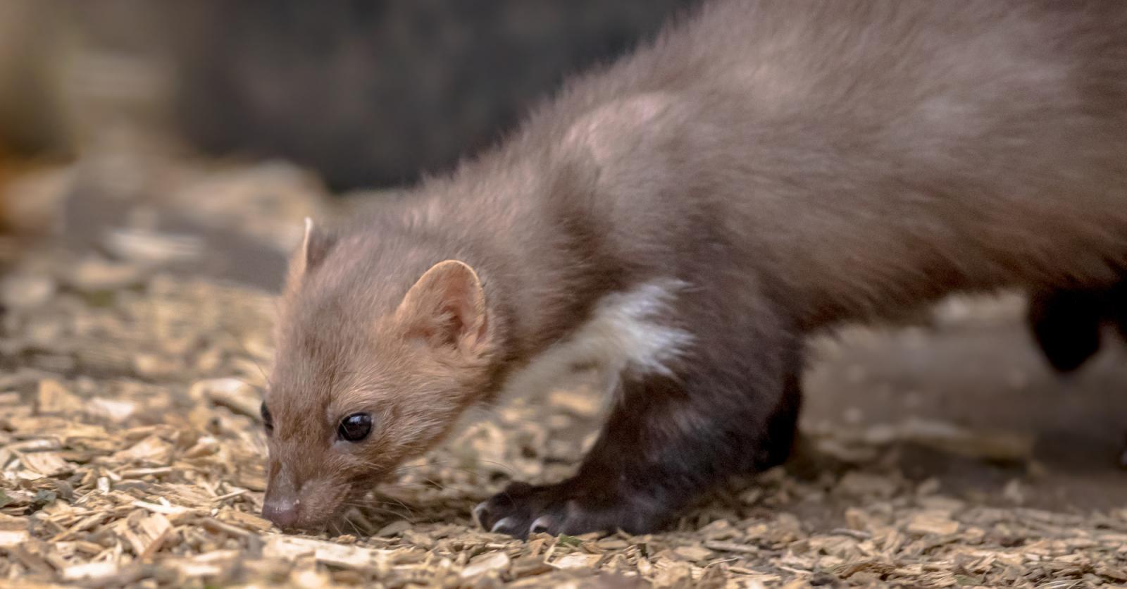 Werd uw wagen "aangevallen" door een wezel of een marter? - Plus Magazine