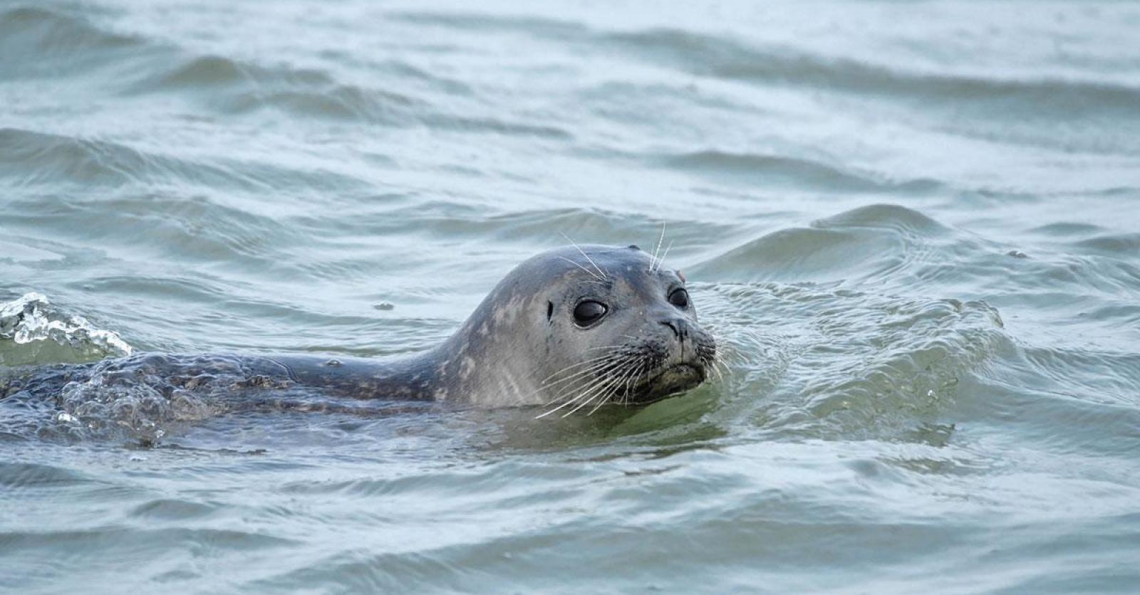Phoques et bulles en mer du Nord - Plus Magazine