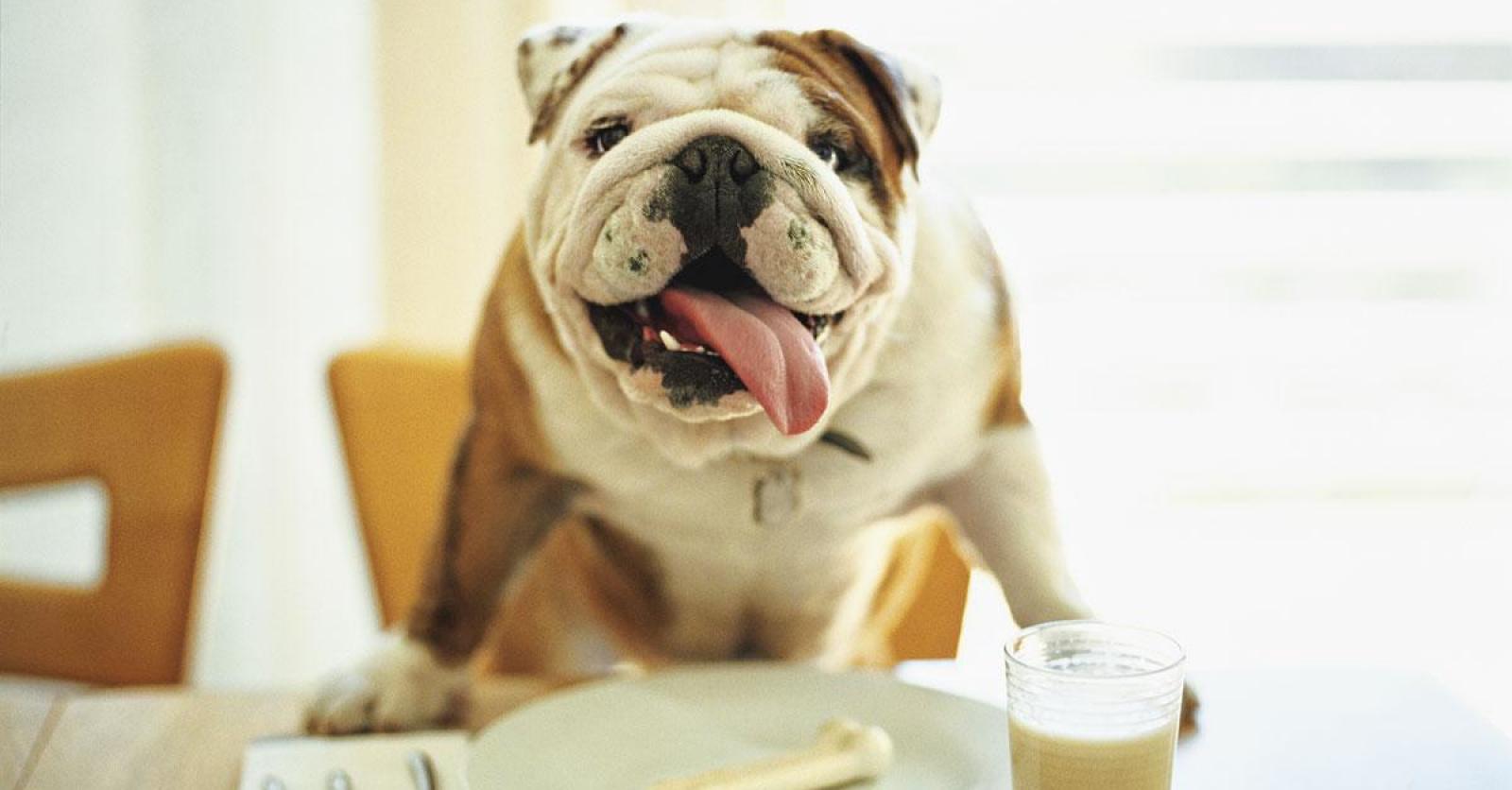 L'alimentation pour chiens, tout un business - Plus Magazine