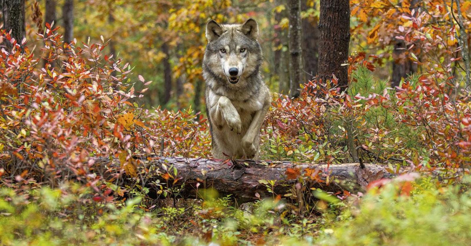 Samenleven met wilde dieren - Plus Magazine