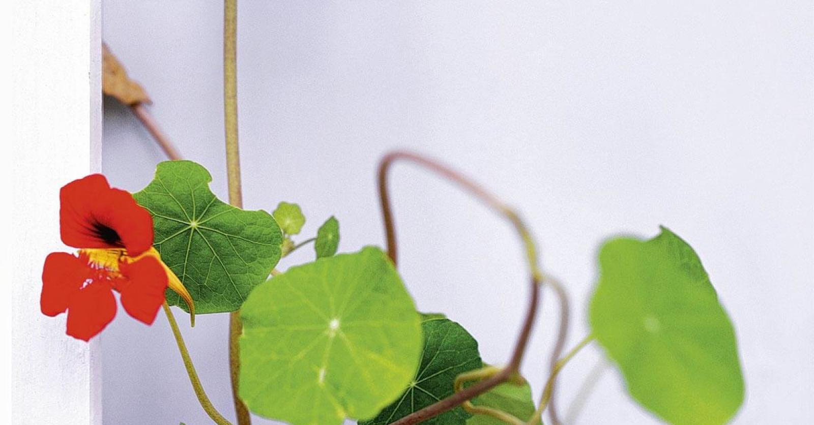 Les capucines - Plus Magazine