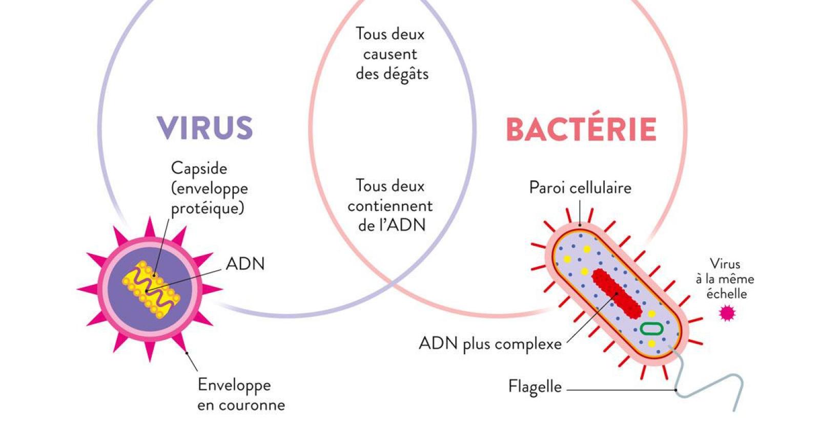 Virus ou bactérie ? - Plus Magazine