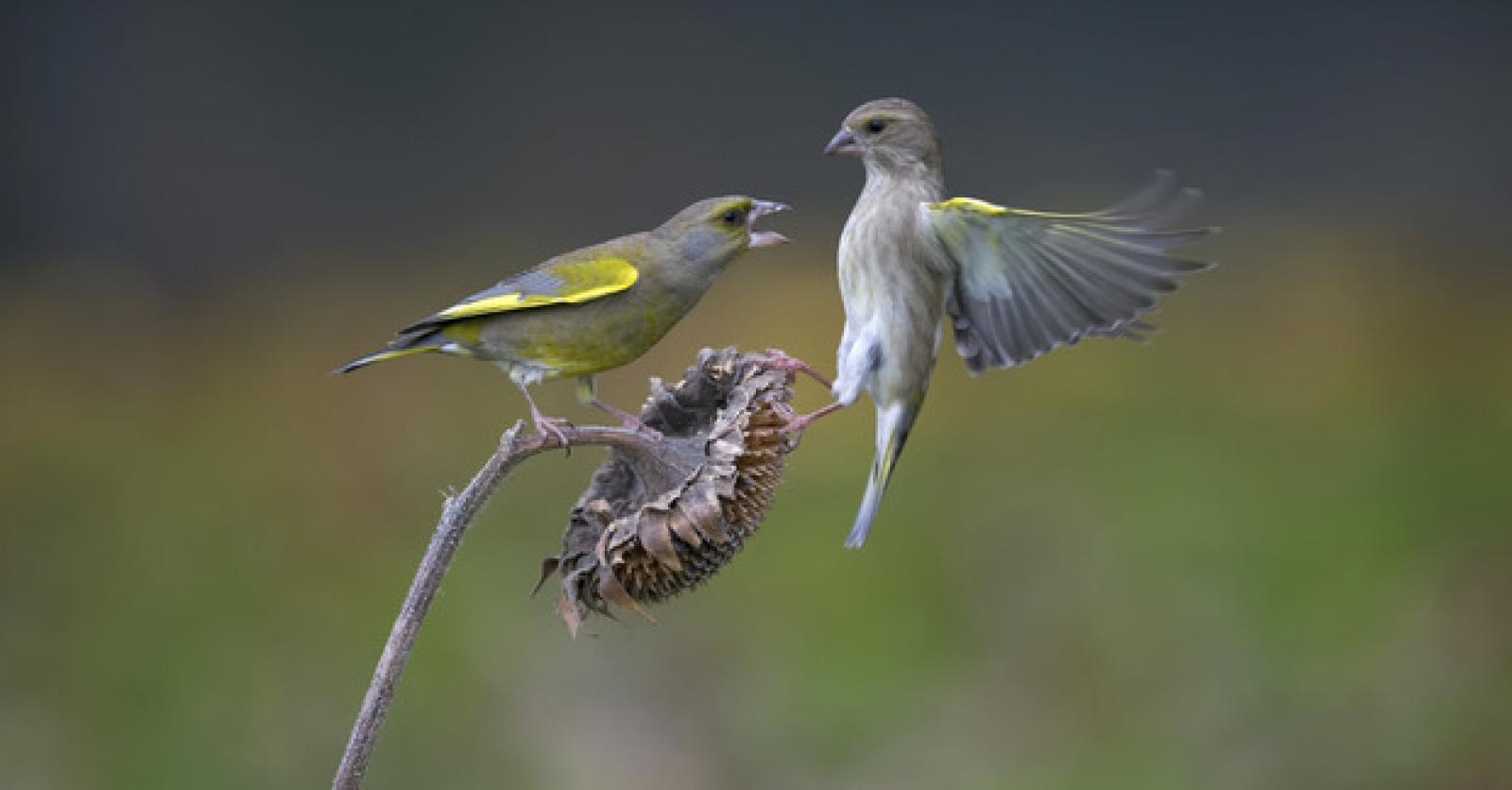 Les oiseaux granivores abandonnent nos jardins - Plus Magazine