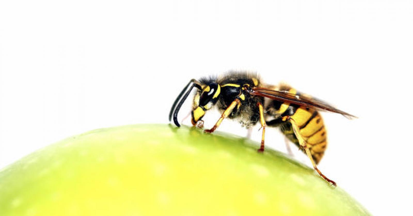 La guêpe mérite le respect. - Plus Magazine