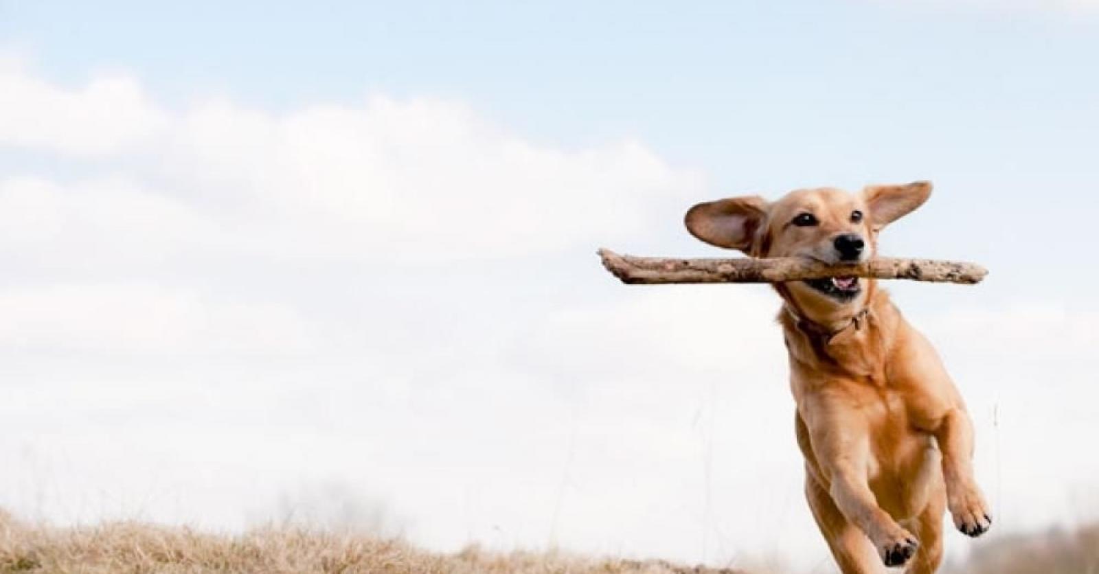 Le lancer de bâton, un danger pour votre chien - Plus Magazine