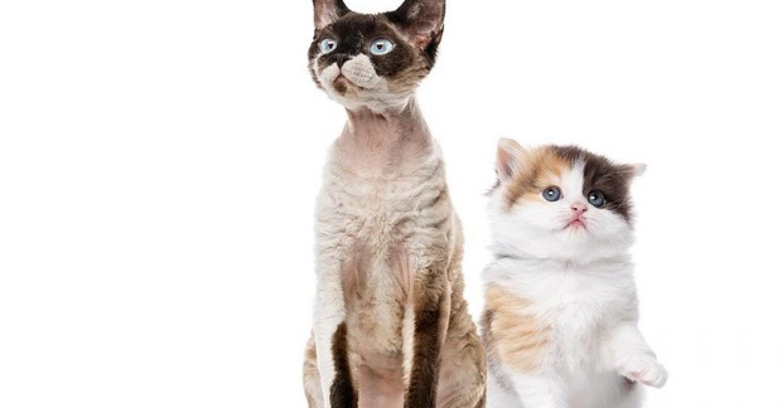 Comment nettoyer les yeux de son chat ? - Plus Magazine