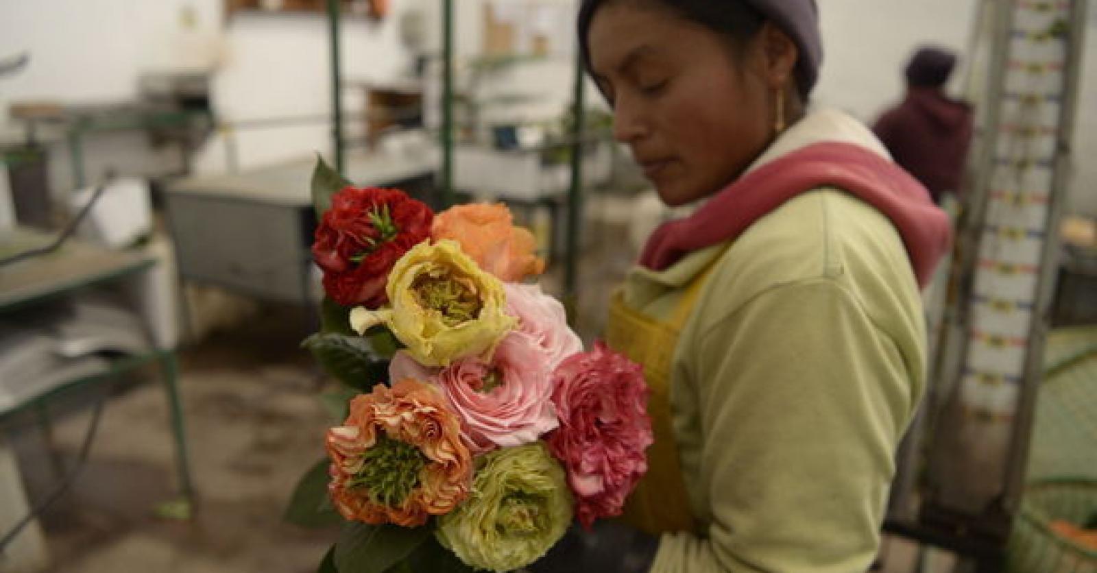 Les roses d'Equateur, reines de la Saint-Valentin - Plus Magazine