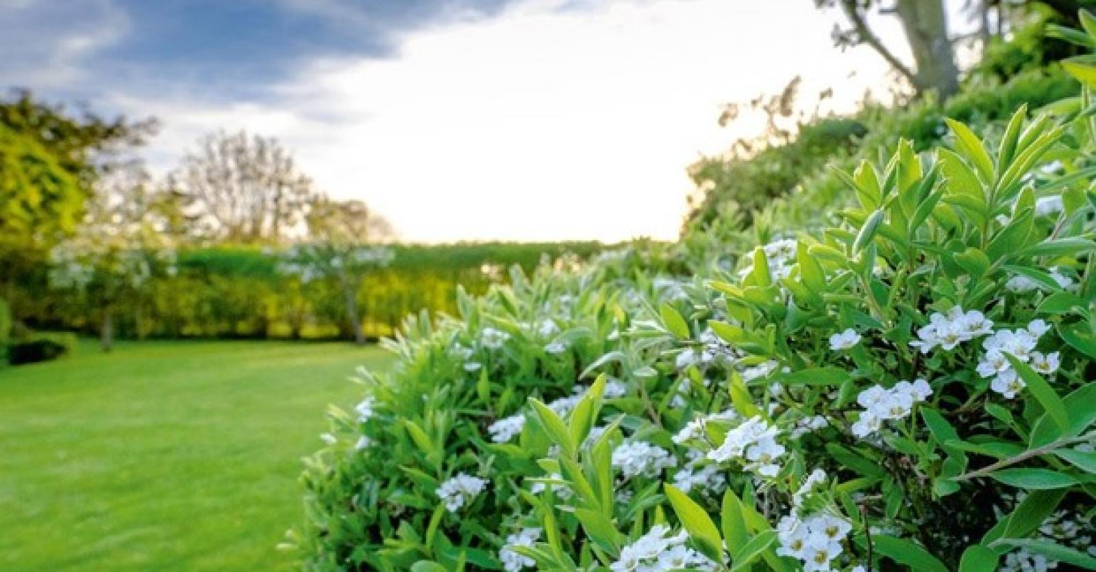 7 tips voor een origineel gazon - Plus Magazine