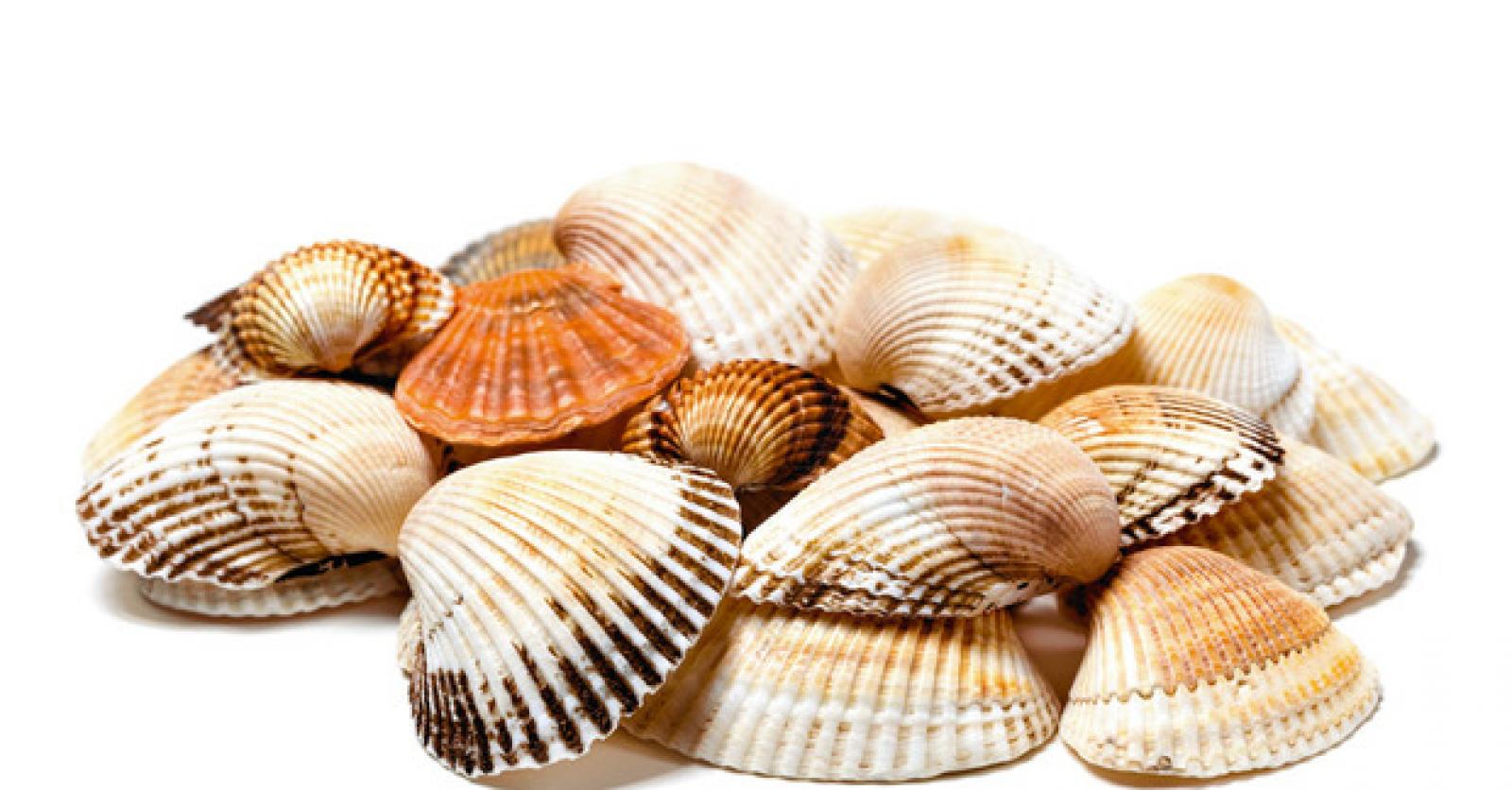 Help de schelp - Plus Magazine