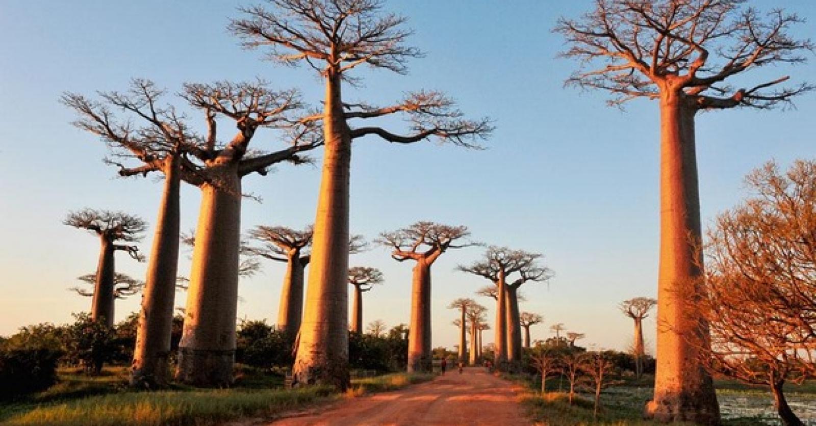 Madagaskar - Het rode eiland - Plus Magazine