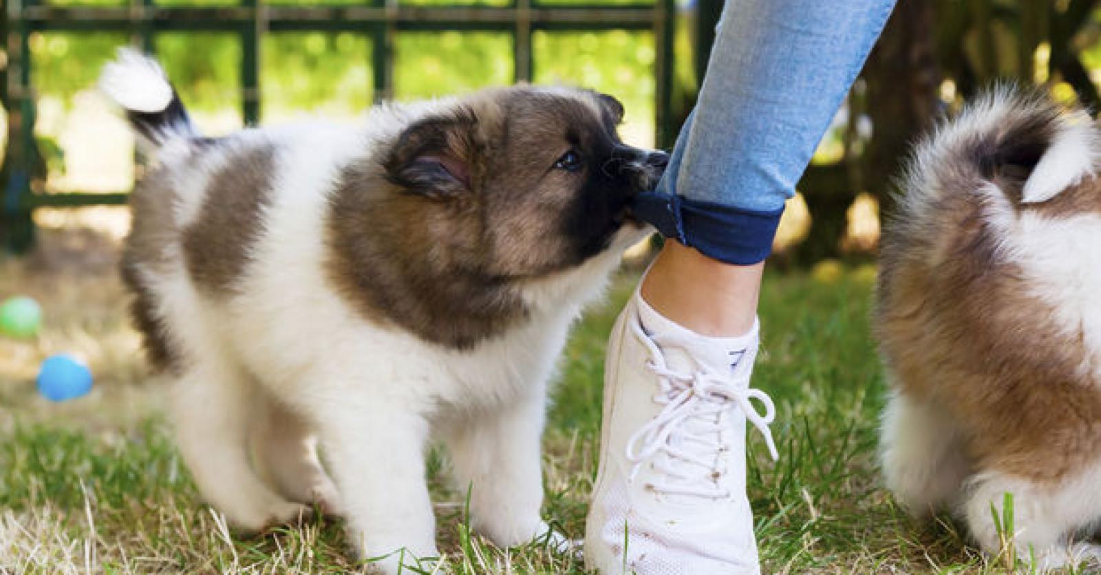 Mon chiot ne cesse de mordiller... est-ce normal ? - Plus Magazine