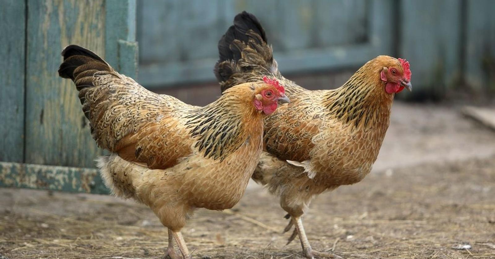 Quelques règles à suivre quand on élève des poules - Plus Magazine