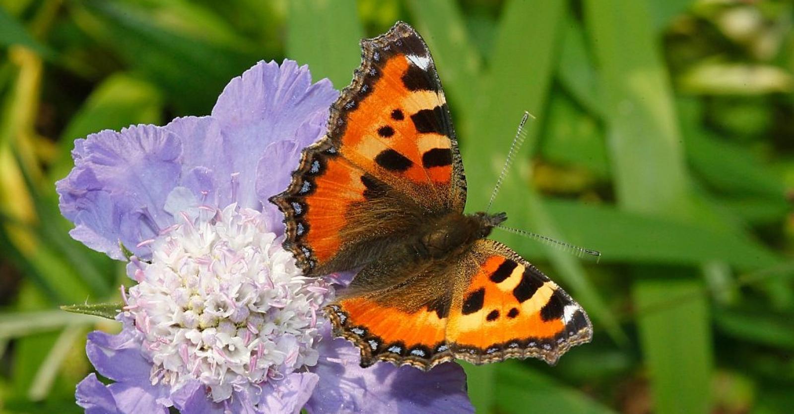 26 sortes de papillons colorent nos jardins (en images) - Plus Magazine