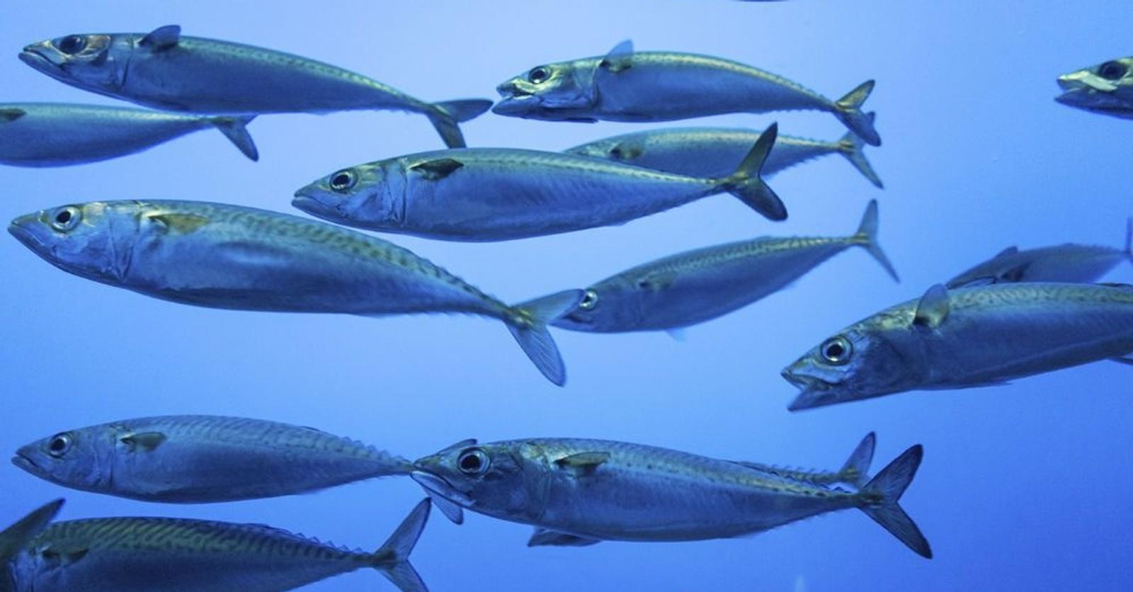 Mangerons-nous bientôt des sardines et du thon provenant de la mer du ...