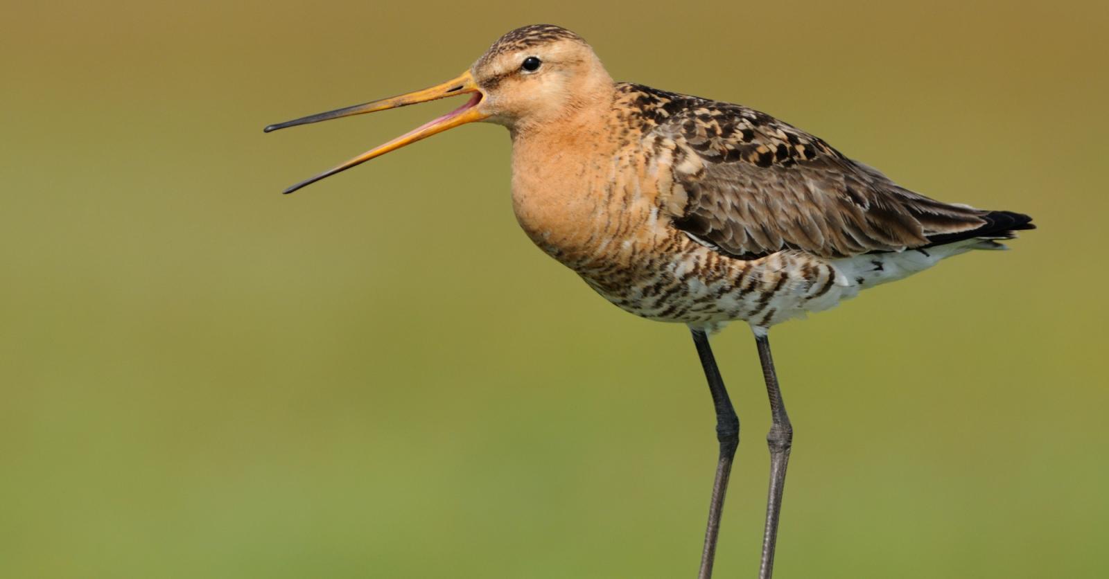 Des oiseaux belges en danger à cause d'un nouvel aéroport portugais ...