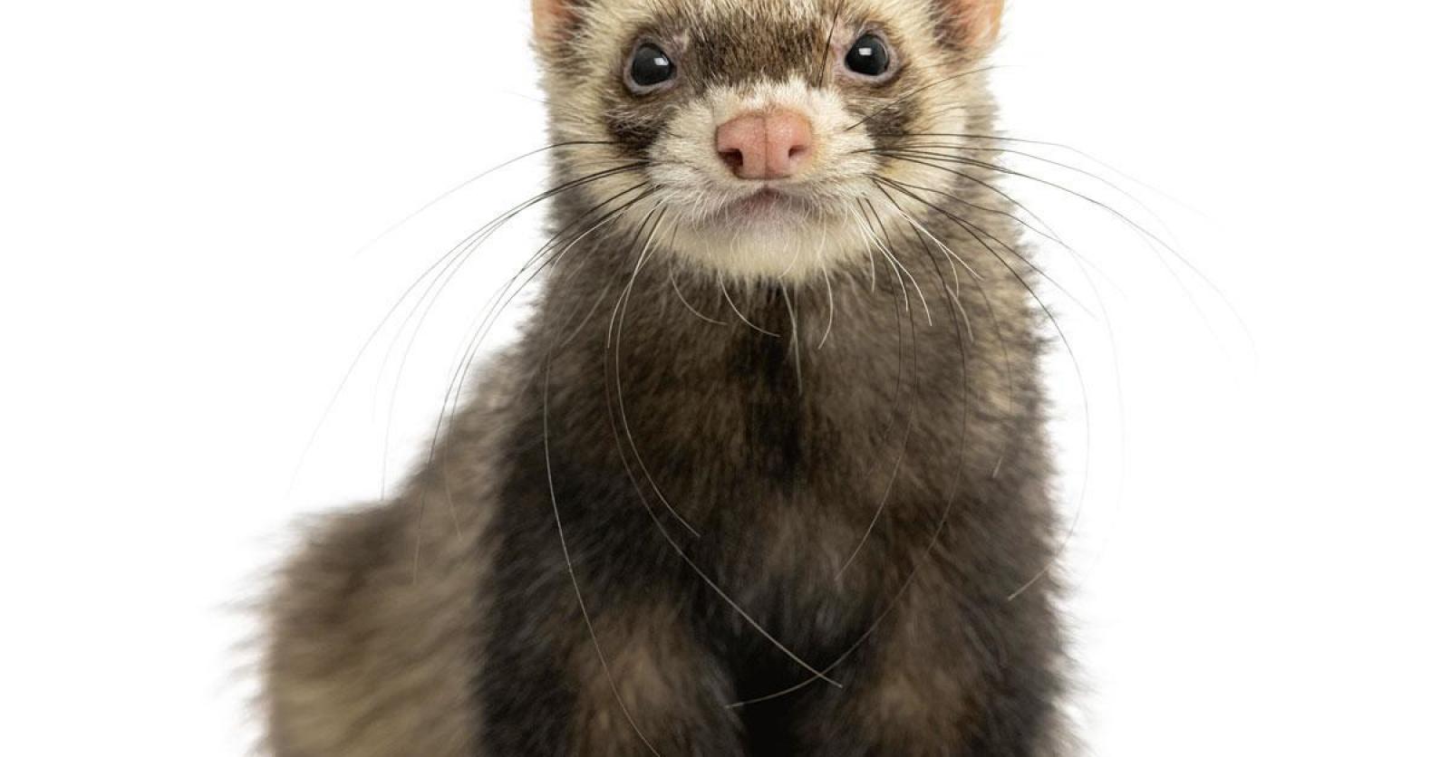 J'adopte un furet - Plus Magazine