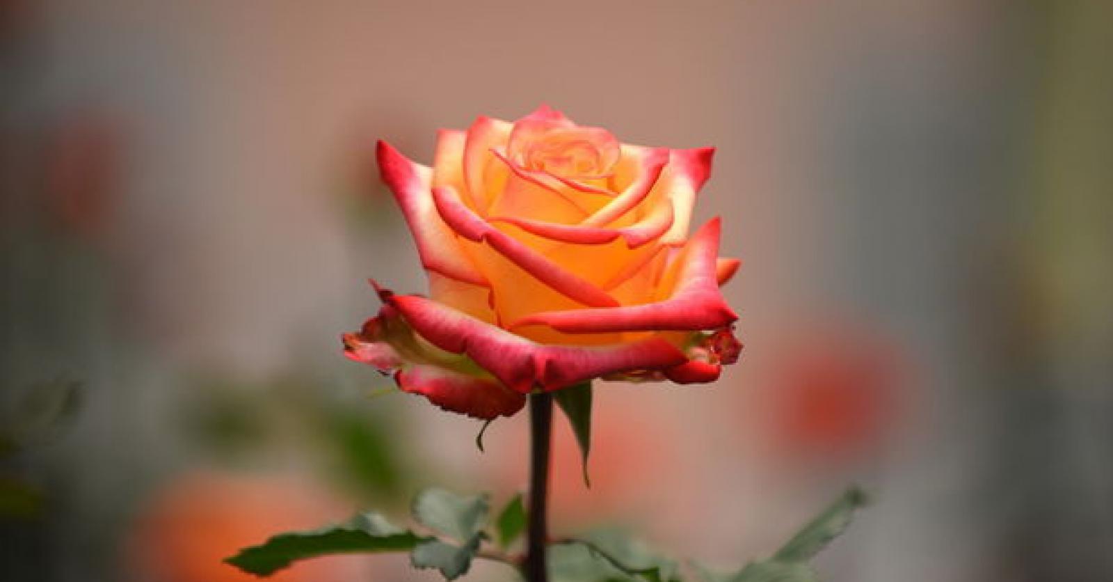 Les roses d'Equateur, reines de la Saint-Valentin (en images) - Plus ...