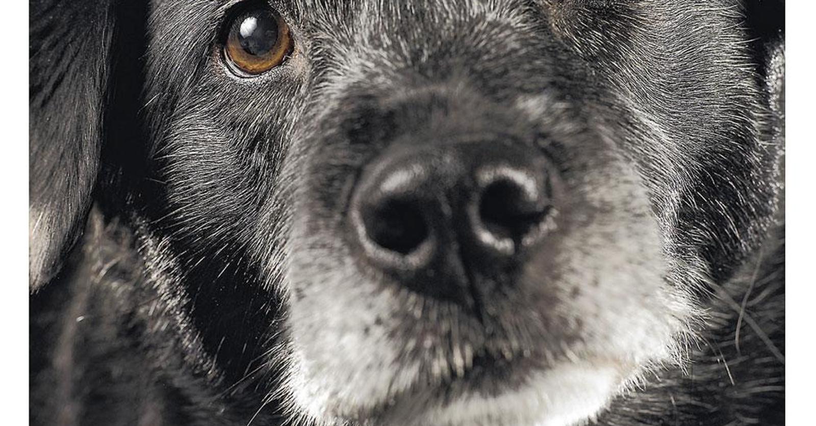 Hond wordt oud - Plus Magazine