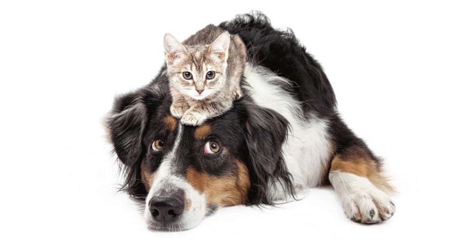 Leven als kat en hond - Plus Magazine