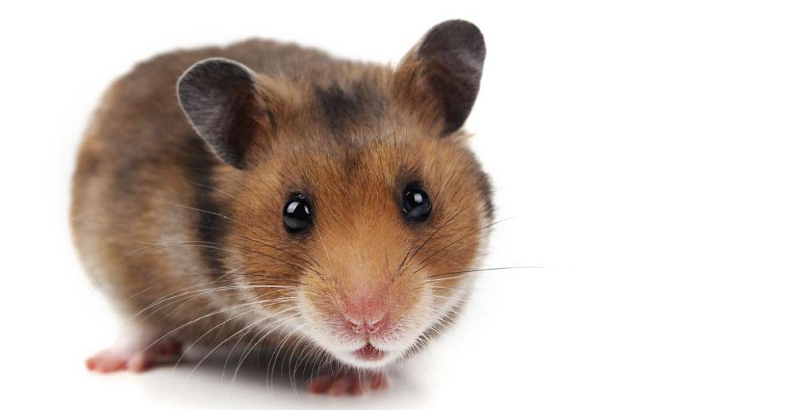 Een hamster in huis - Plus Magazine