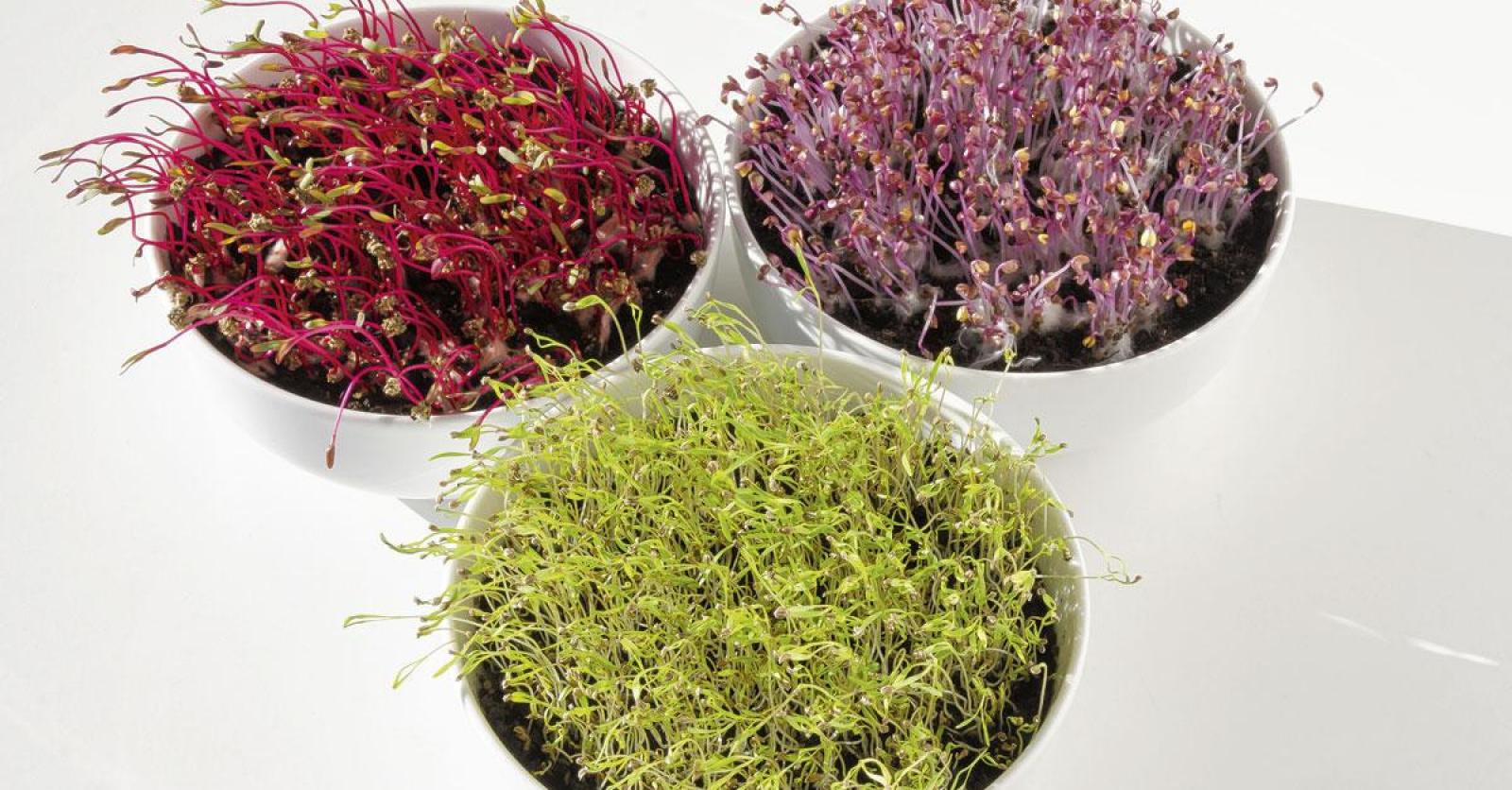 Kiem- en microgroenten - Plus Magazine