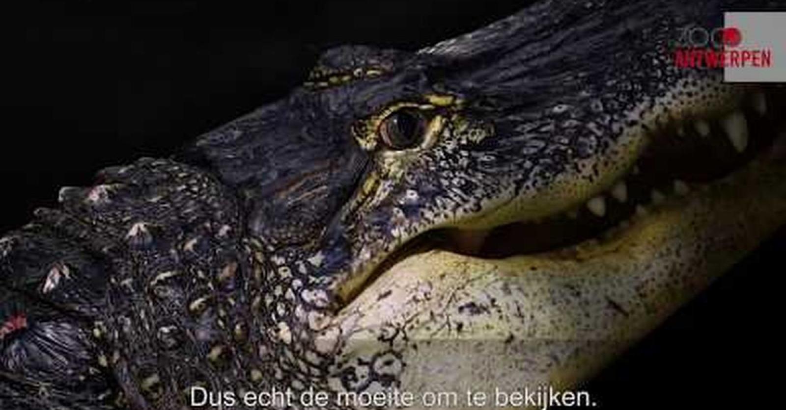 Amerikaanse alligators maken spectaculaire entree in ZOO Antwerpen - Plus Magazine