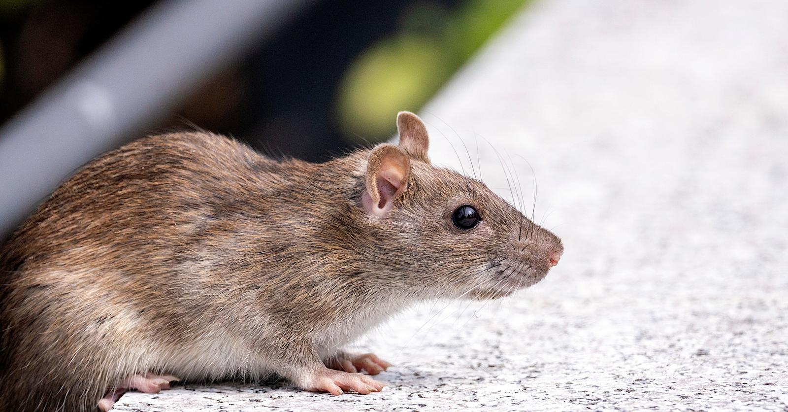 NEW YORK: des visites guidées sur le thème des rats sont organisées