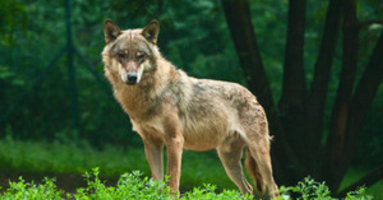 Le retour du loup en Belgique - Plus Magazine