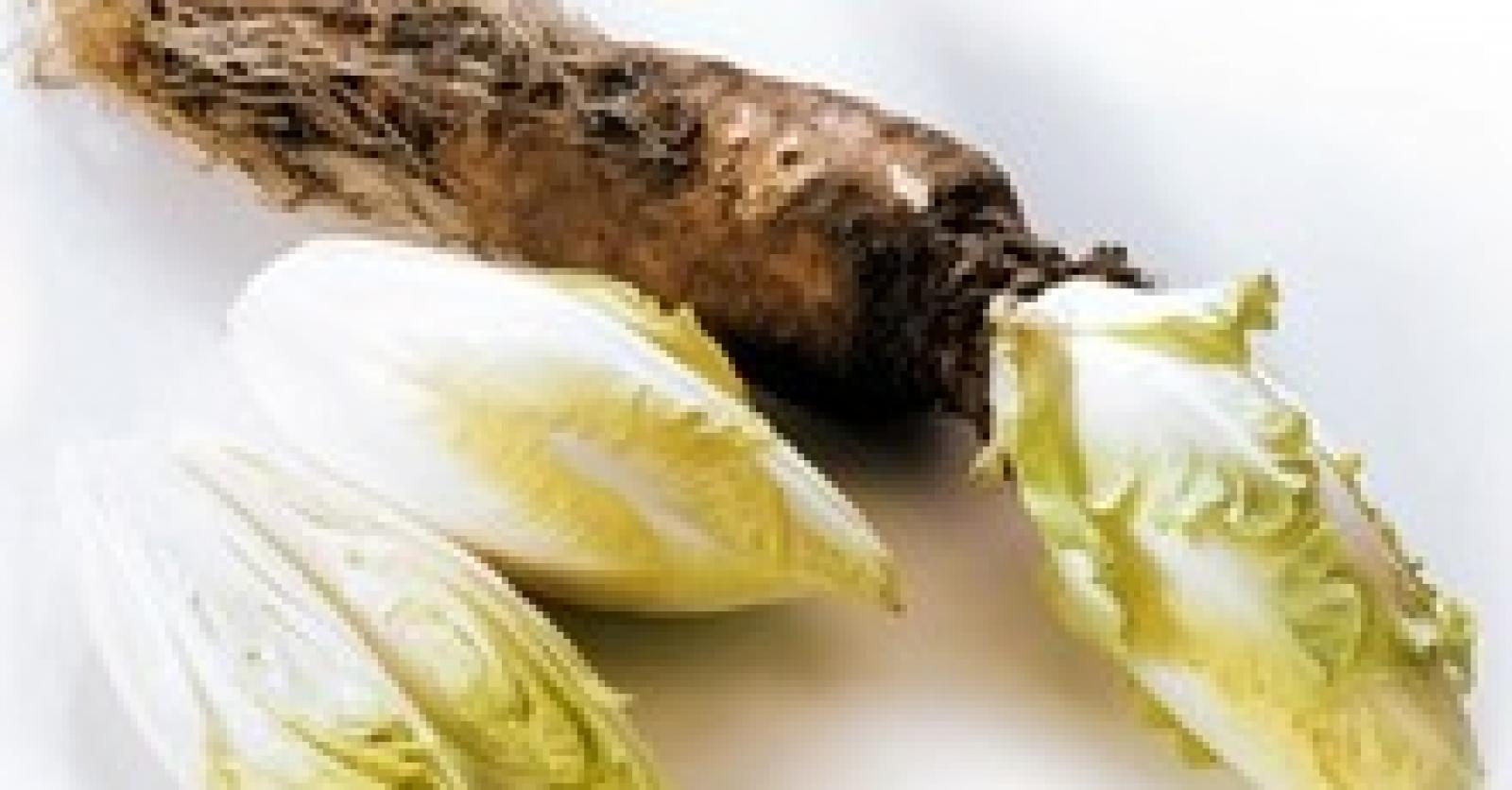 Le chicon tout simplement bon - Plus Magazine