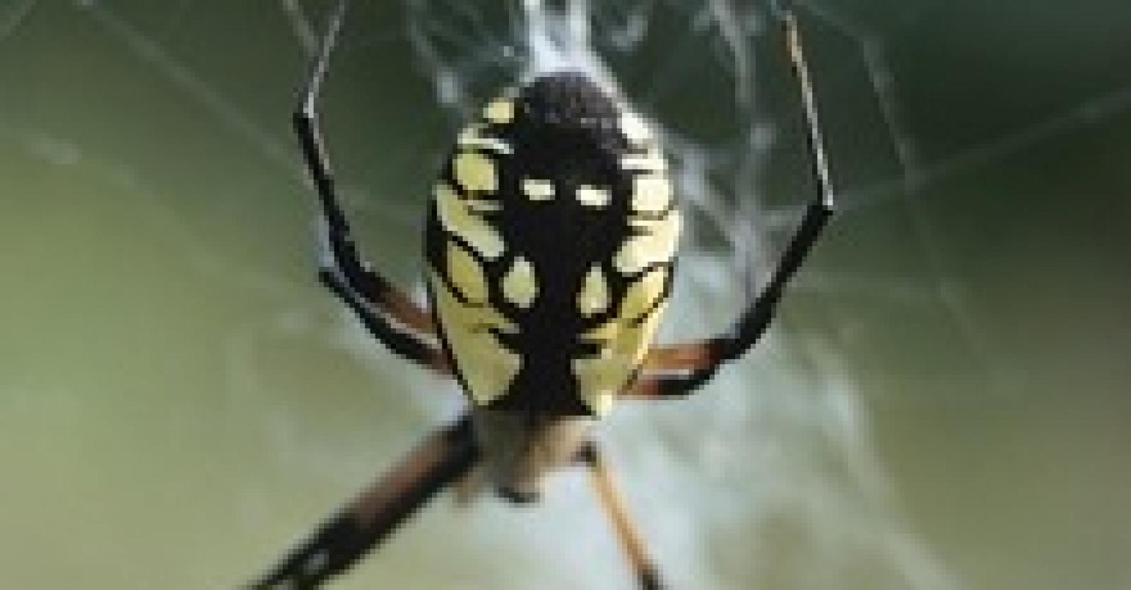 Fobieën: behandelen of ermee eren leven? - Plus Magazine