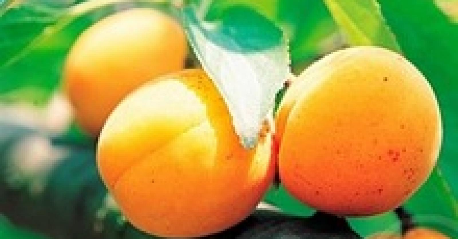 De abrikoos, lekker en gezond - Plus Magazine