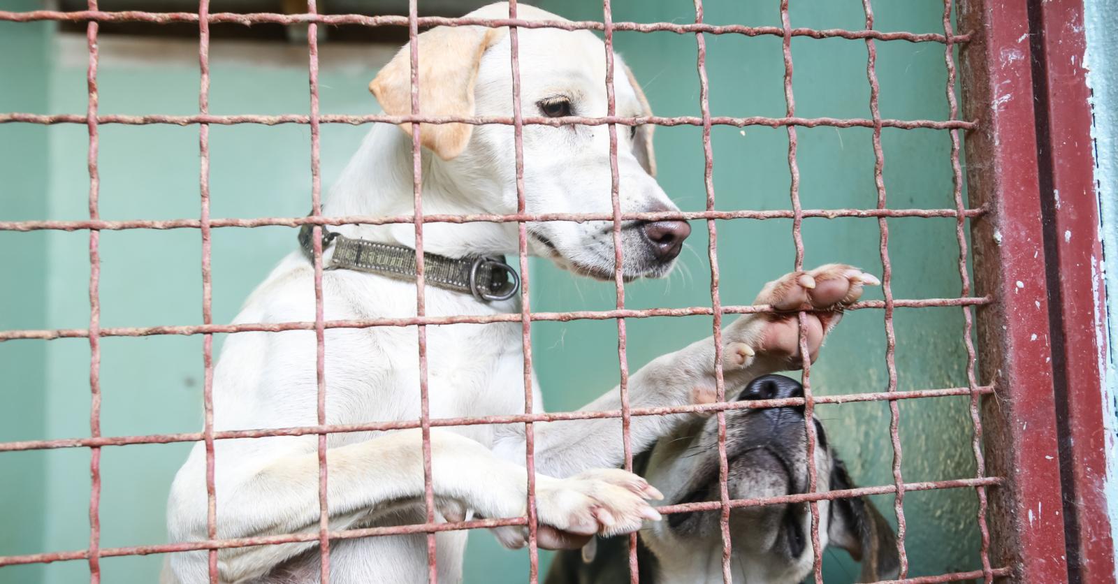 Triestig cijfer: zóveel verstoten huisdieren per dag - Libelle