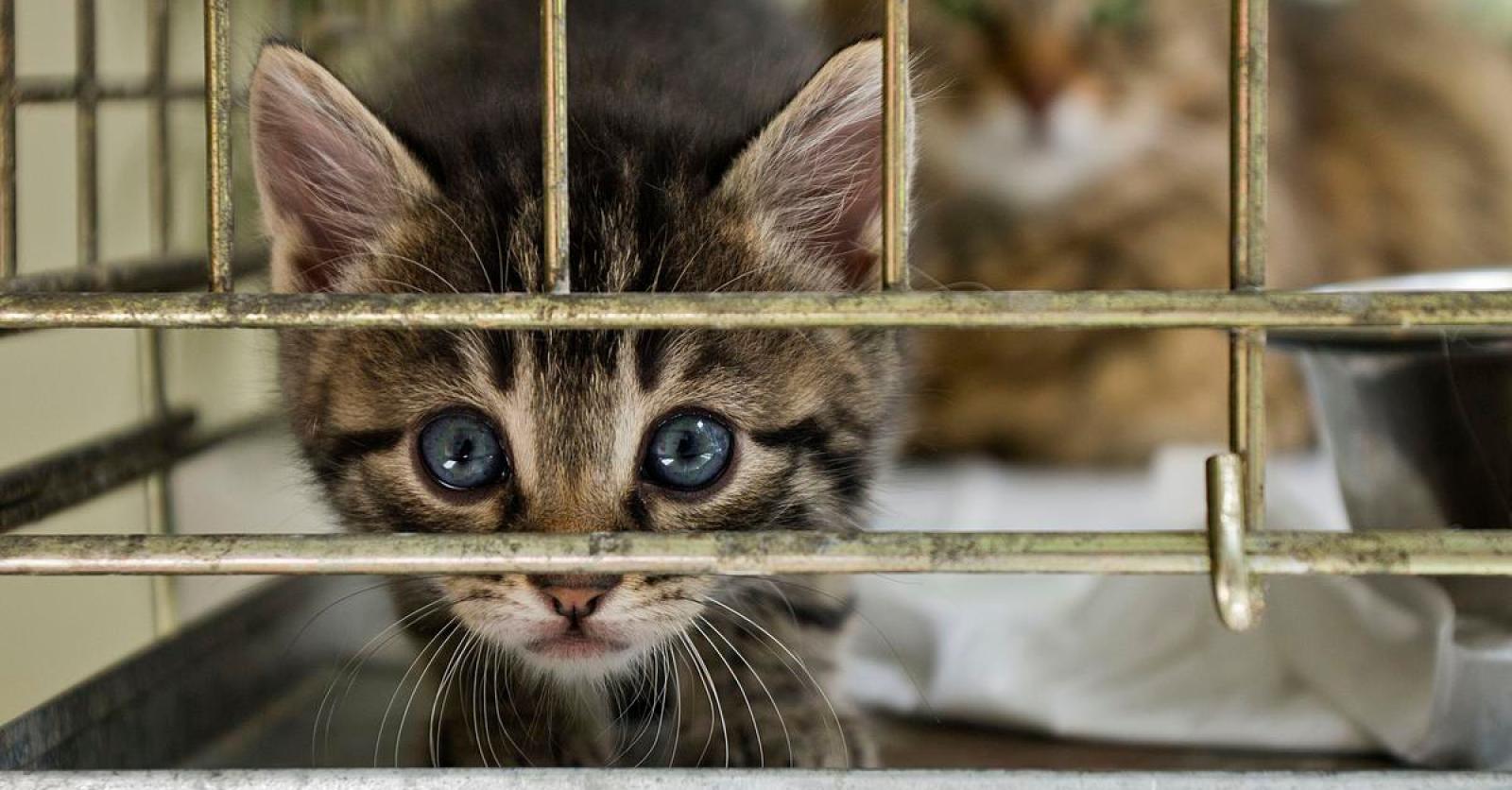 Werelddierendag: oproep tot adoptie uit dierenasielen - Plus Magazine