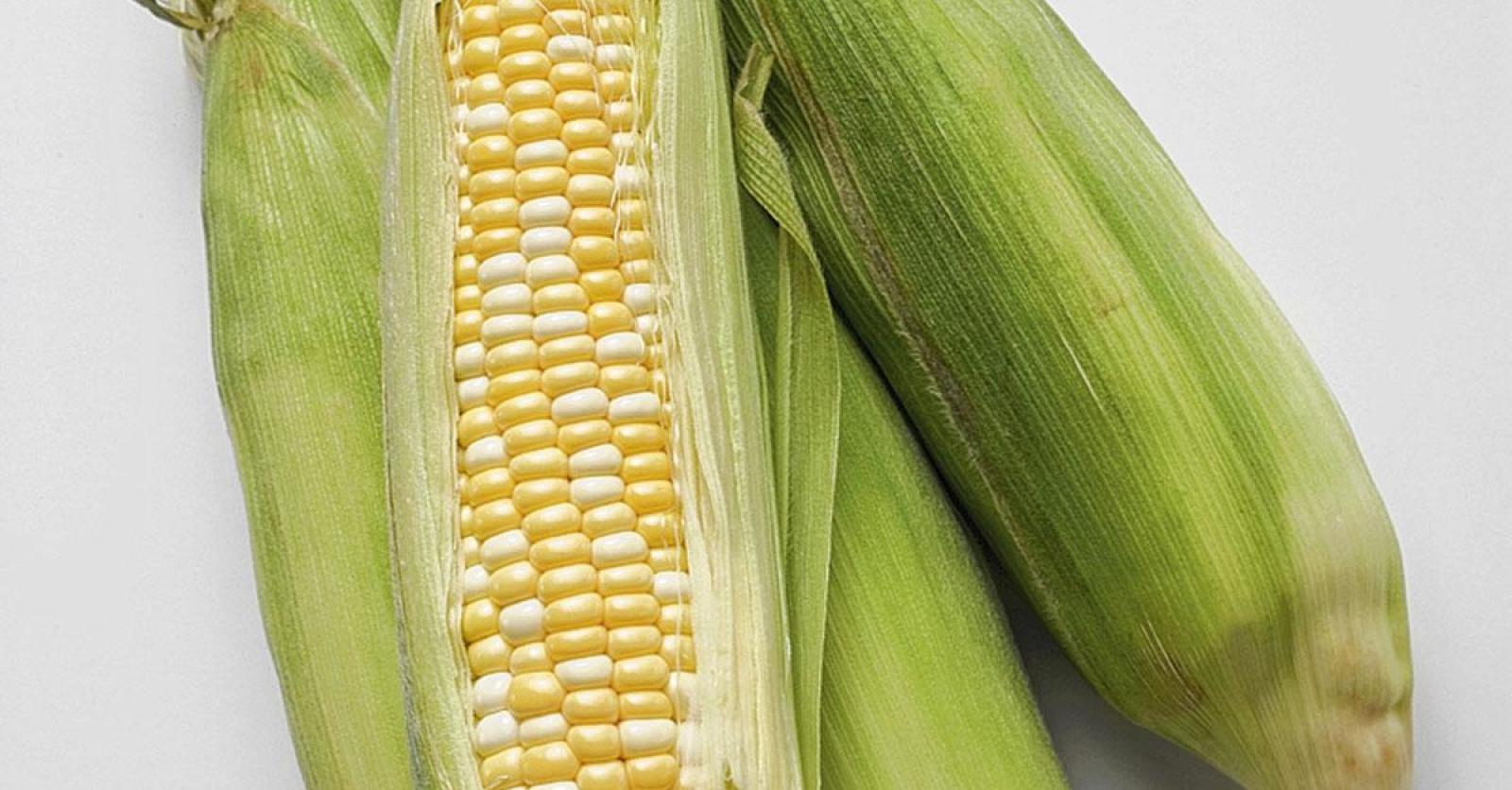 Le maïs - Plus Magazine