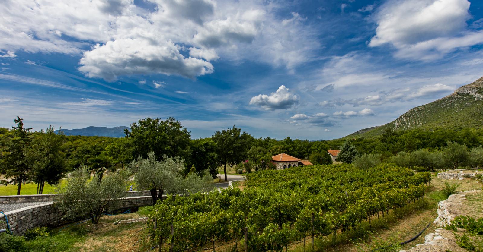 Vin: Zilavka et Blatina, deux cépages rois en Bosnie