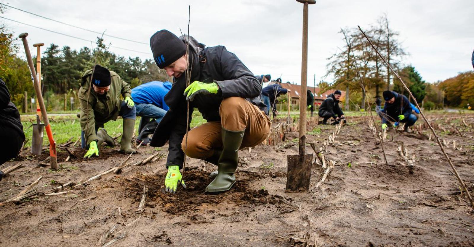 IFF plant bos in Snellegem - KW.be