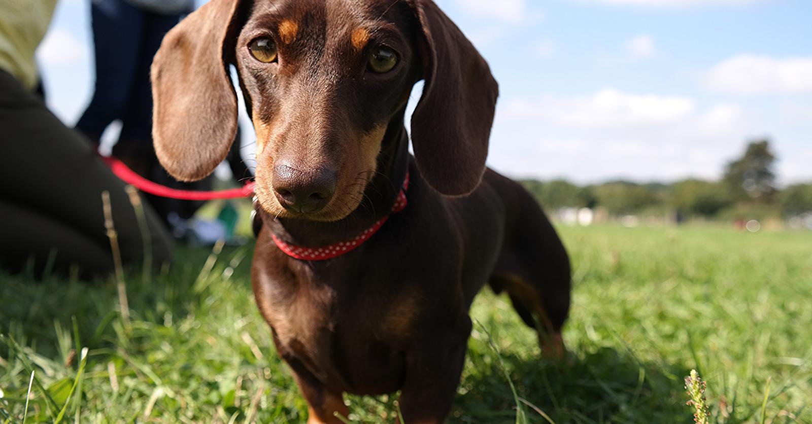PHOTOS: les adorables images de la "Sausage Walk", la marche des teckels