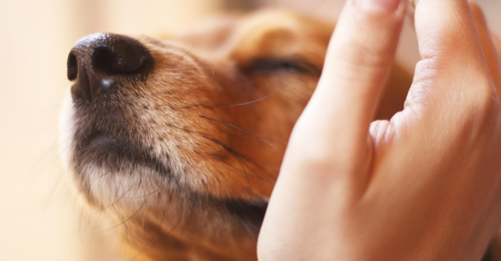 Vinden honden aaien leuk? - Plus Magazine