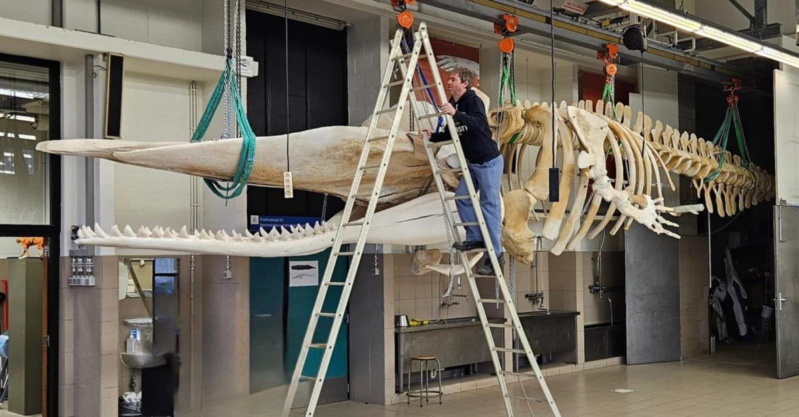 Skelet potvis Valentijn aangekomen in NAVIGO-museum in Oostduinkerke ...