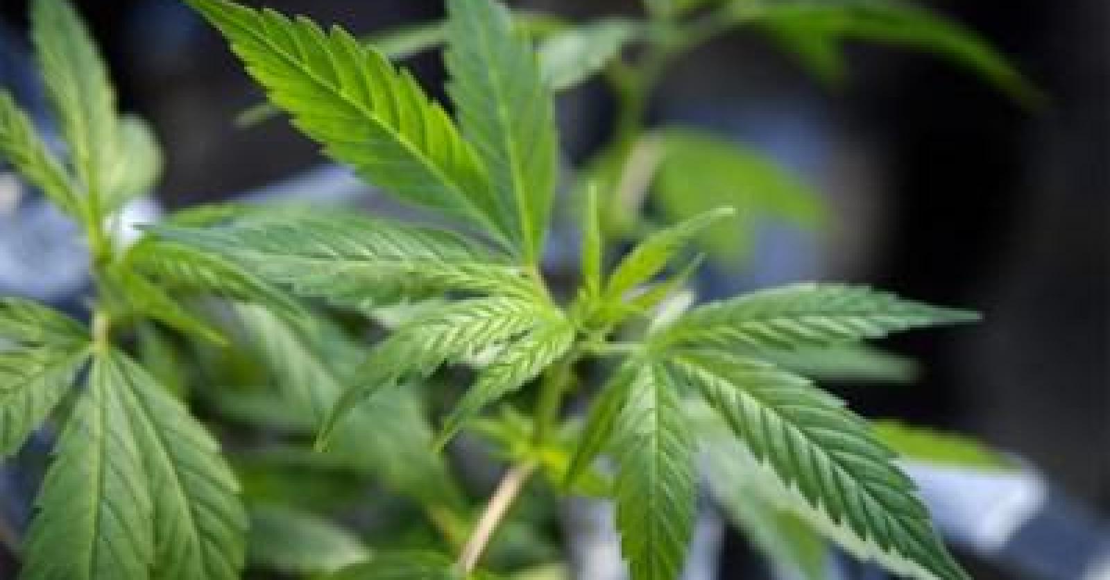 Vijf jaar cel voor ‘Maya de bij’ die cannabis kweekte in villawijk - KW.be